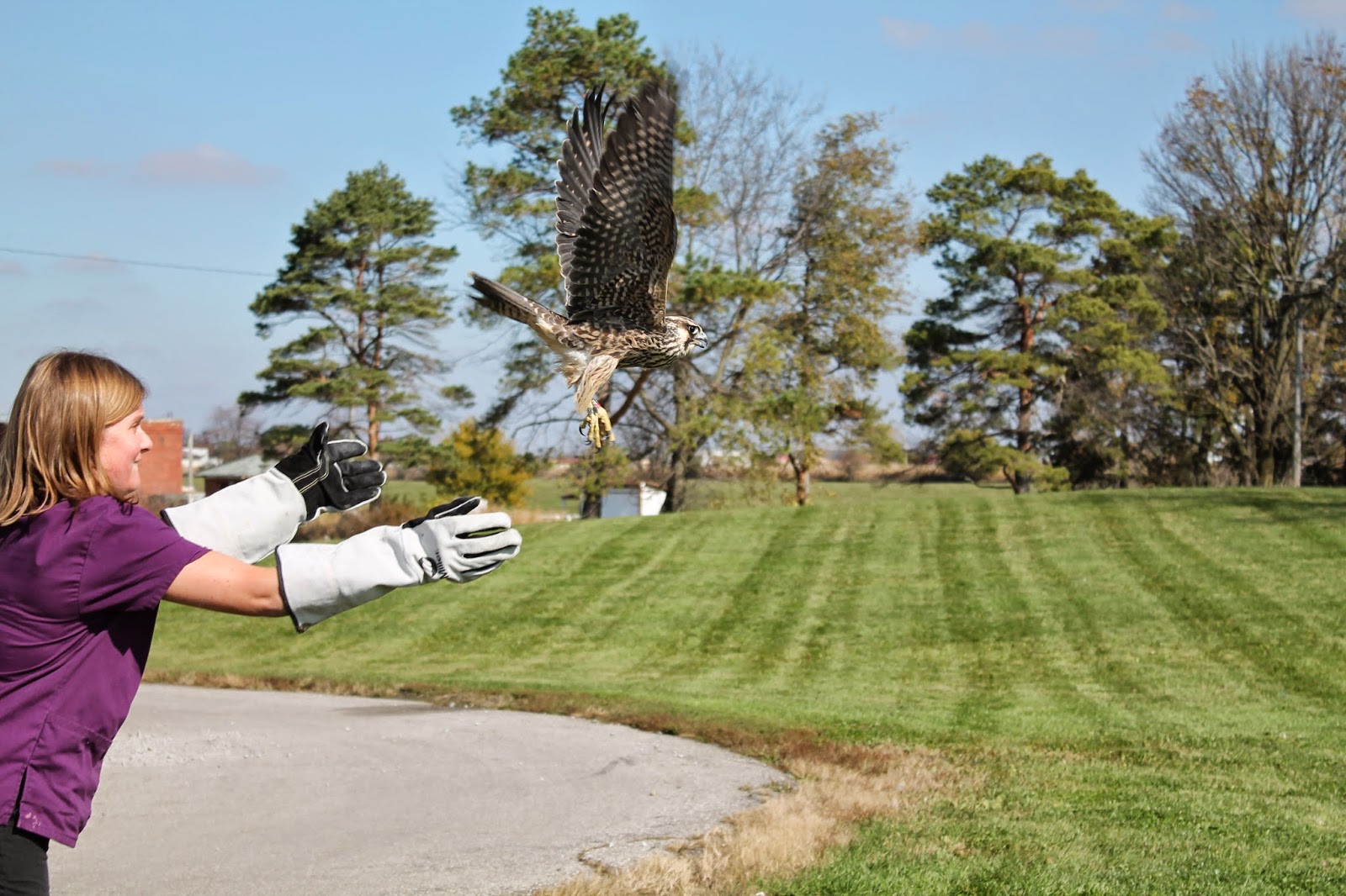 Columbus Peregrine Falcon Update: A Good Day For a Falcon Release
